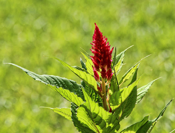 Rooster Tail Plant | Project Noah