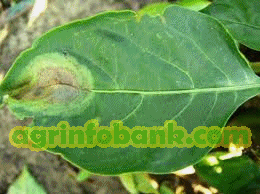 Pepper Plant Blight: Information For Controlling Phytophthora On ...