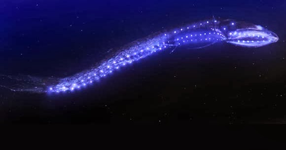 AWESOME BLOG: AWESOME COOL - Deep Sea Creatures Photo Collection (10 pics)