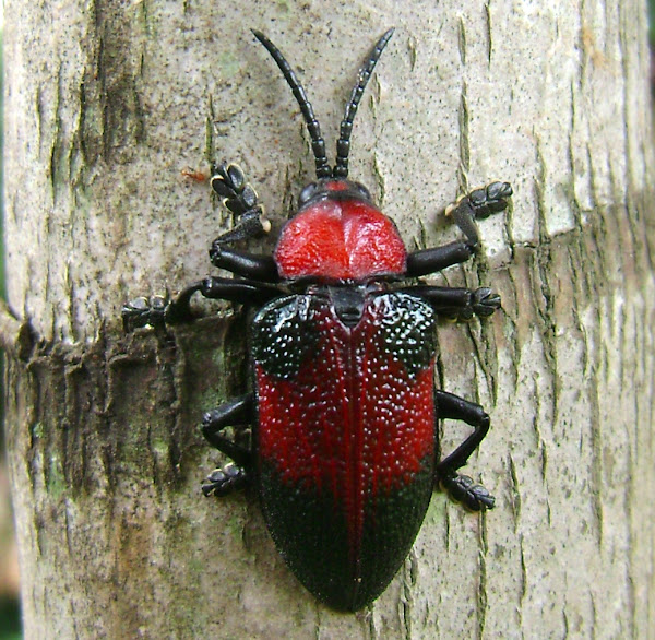 Brazilian Red Leaf Beetle | Project Noah