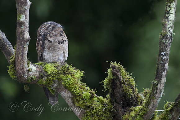 Common Potoo | Project Noah