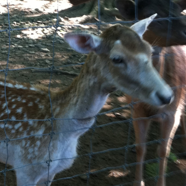 Fallow Deer | Project Noah