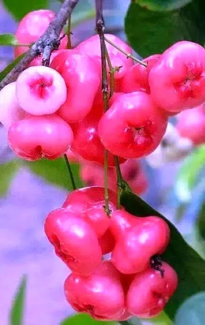 Benefits of Rose apple Chambaka or Jambaka Fruit