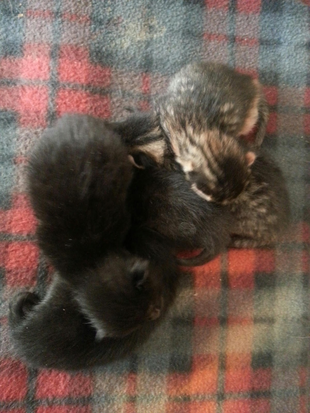 The Achenbach Family