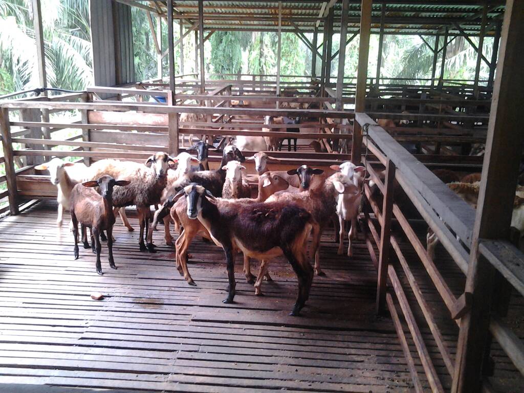 BAJA ORGANIK MAS HITAM (E.M) BOKASHI - SARJANI (M) SDN. BHD./SARJANI ...