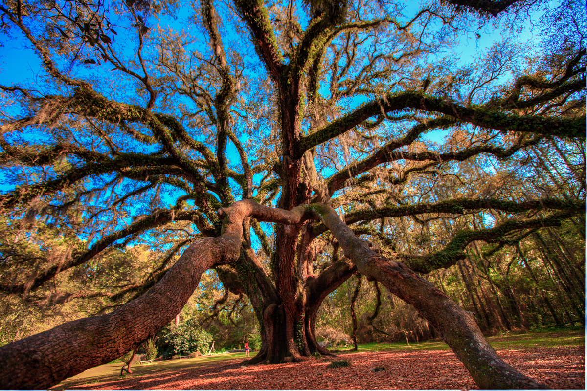 hectoradventures: Lichgate on High Road (Tallahassee, FL)