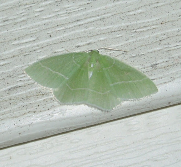 Wavy-lined Emerald Moth | Project Noah