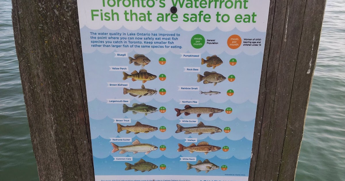 Project Gridless: Ontario Fish Safe to Eat