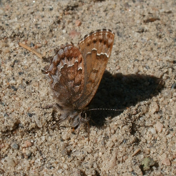 Eastern Pine Elfin | Project Noah