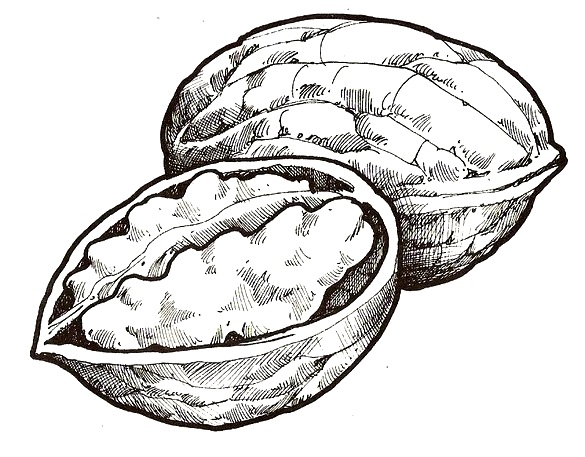 DIBUJOS PARA COLOREAR NUECES