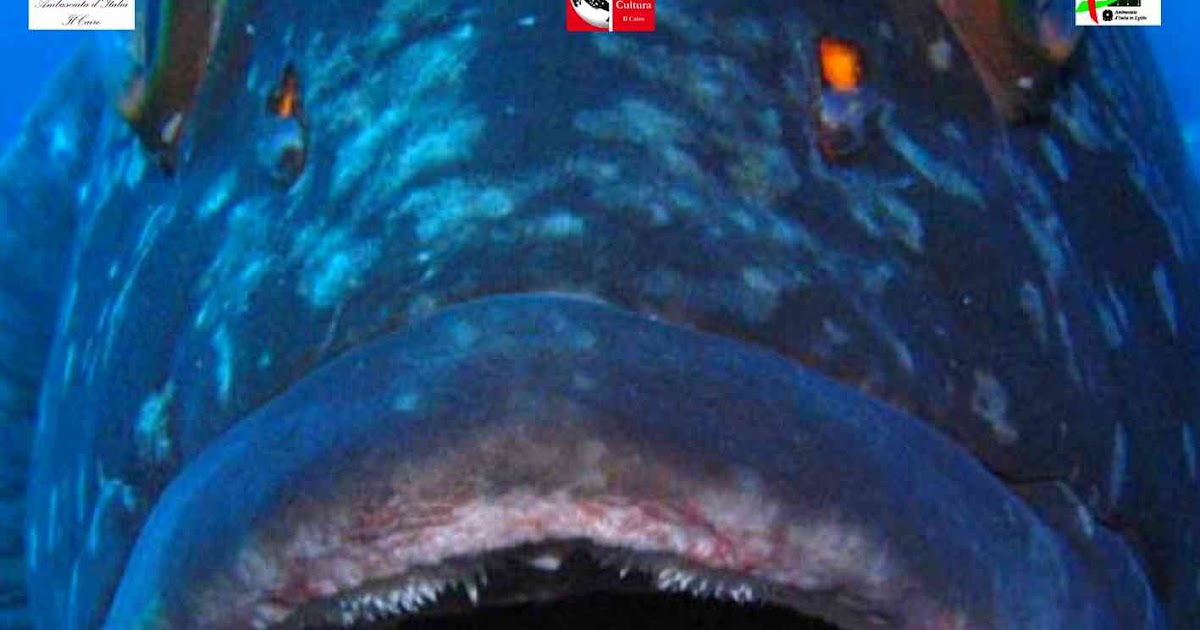 THE BOILING SEA - Documentary & Discussion with the Director at the ...