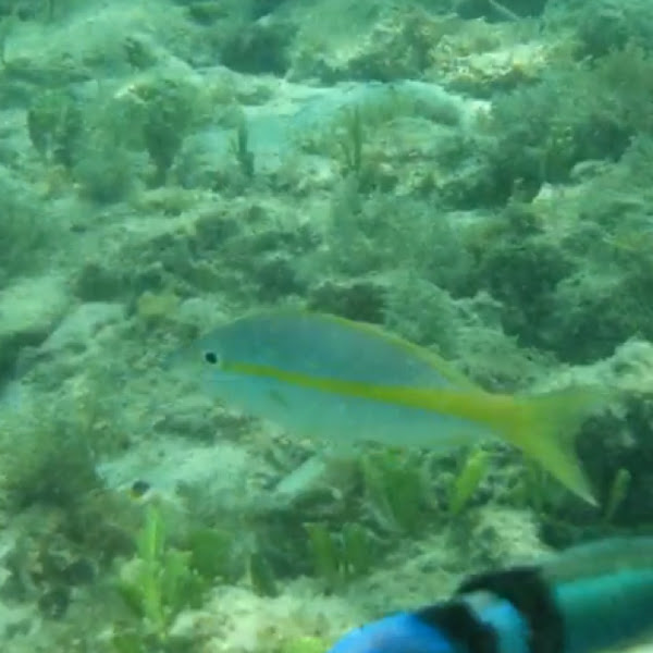 Yellowtail snapper | Project Noah