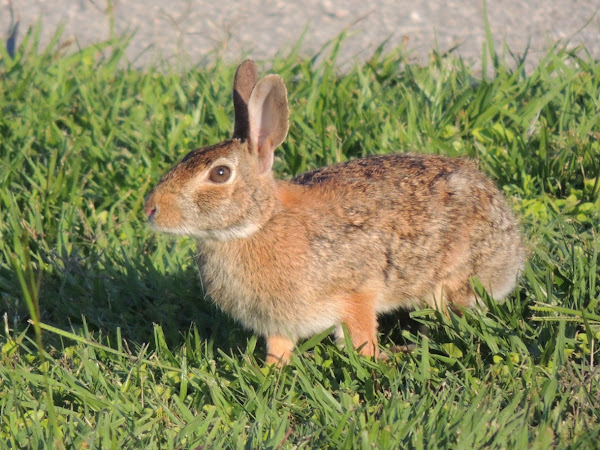 Marsh Rabbit | Project Noah
