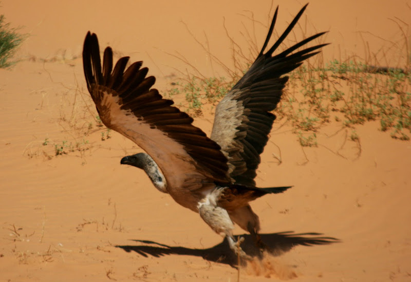 Auf Pirschfahrt - Geier | Outback Africa Erlebnisreisen