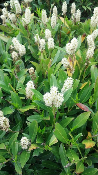 Otto Luyken cherry Laurel | Project Noah