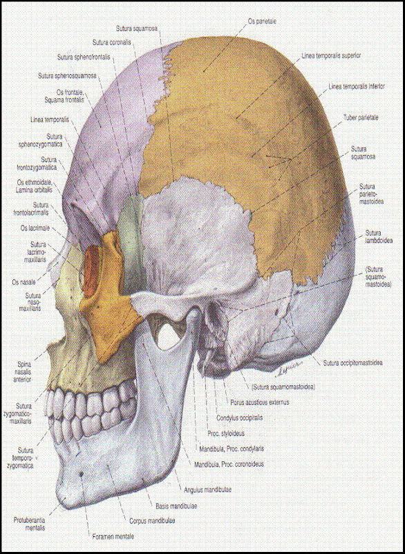 Buku Anatomi Bagian I