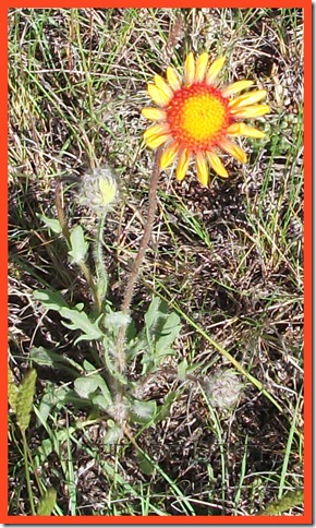 Prairie Wildflowers: Yellow