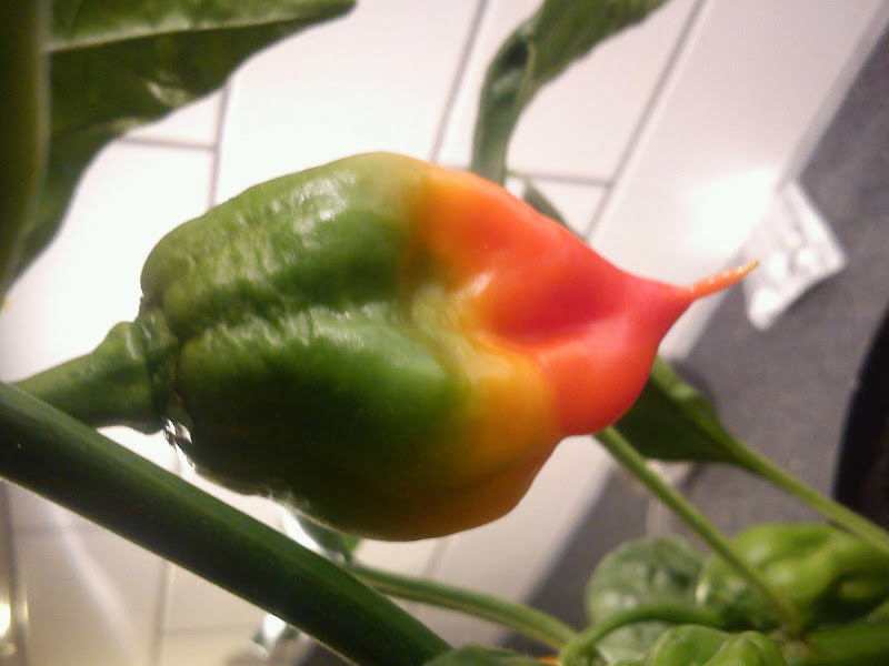 Chilli Cycle