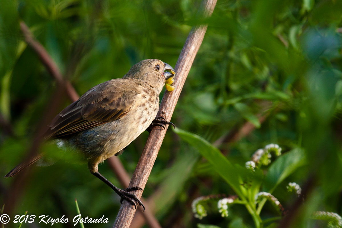The Galápagos Islands: How to eat a caterpillar