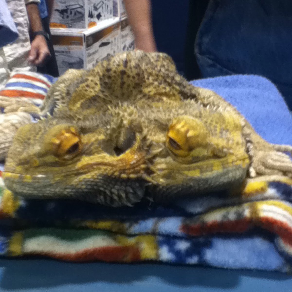 Two headed beared dragon | Project Noah