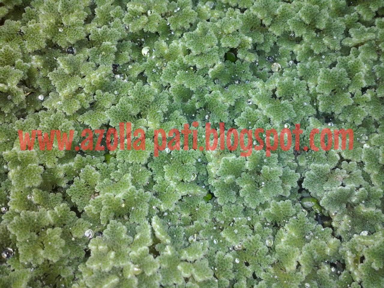 Azolla si emas hijau: Cara budidaya Azolla microphylla