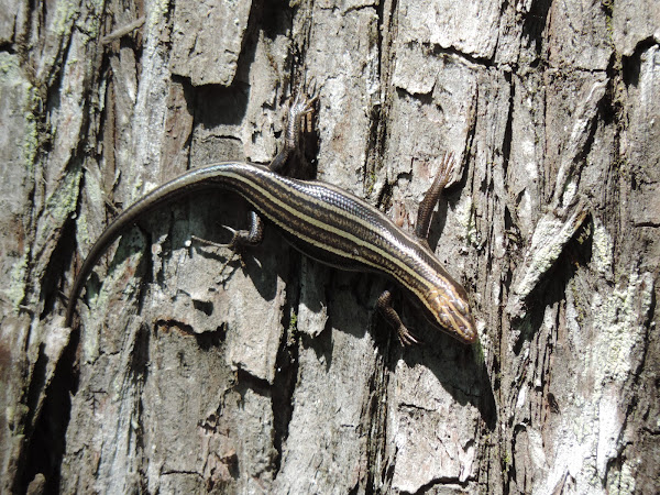 American Five-lined Skink | Project Noah