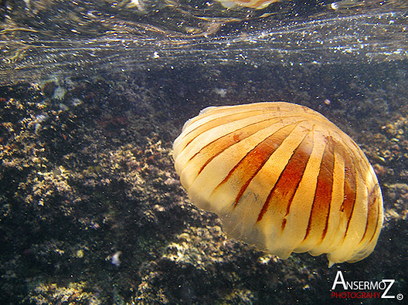 Compass Jellyfish | Project Noah