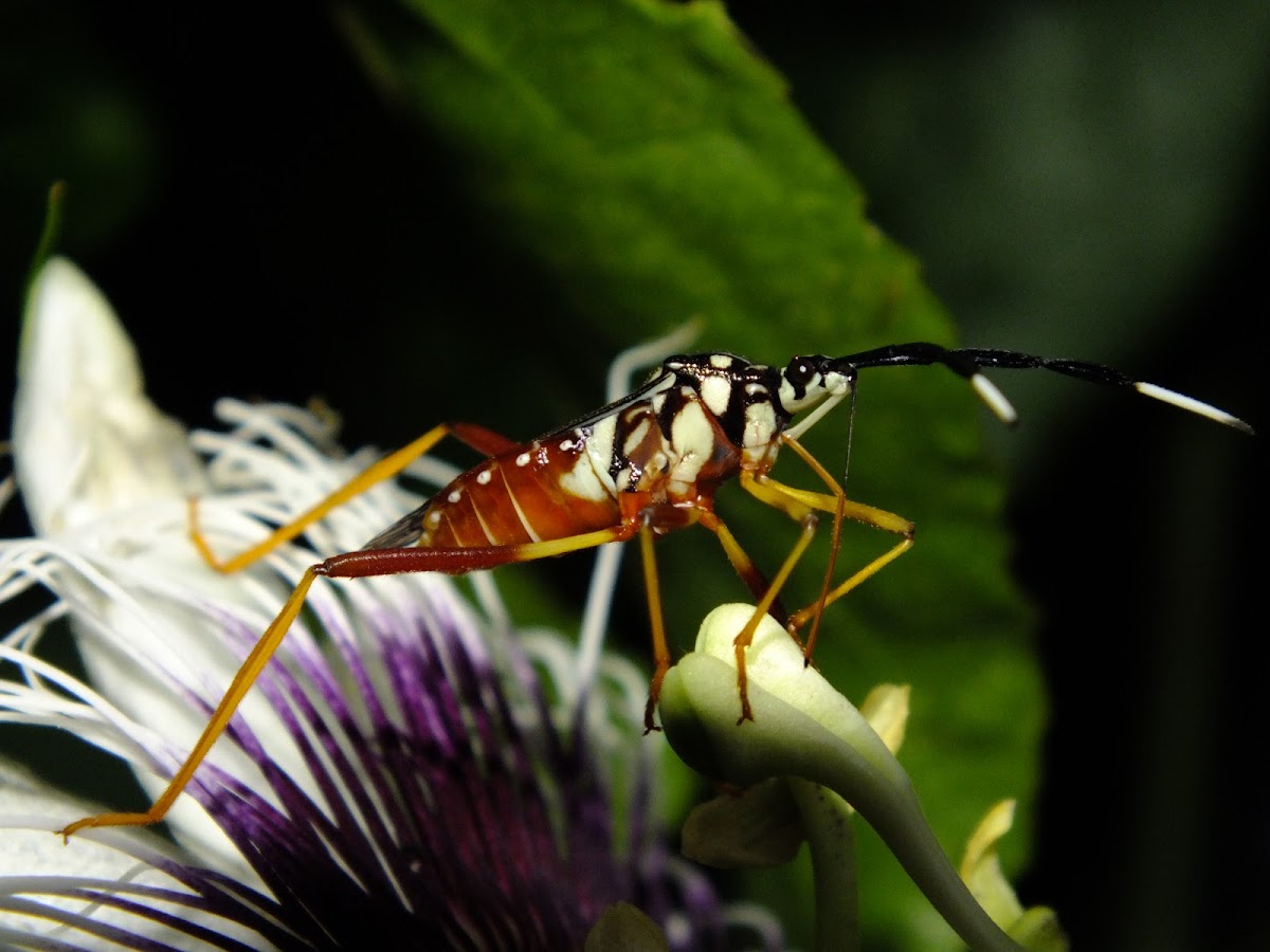 Percevejo do Maracujá (Passion fruit bug) | Project Noah