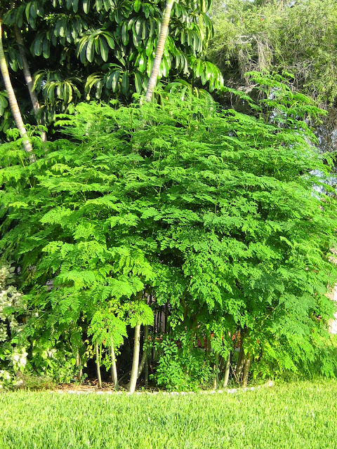 Plantsmyway: Moringa: The Wonder Tree