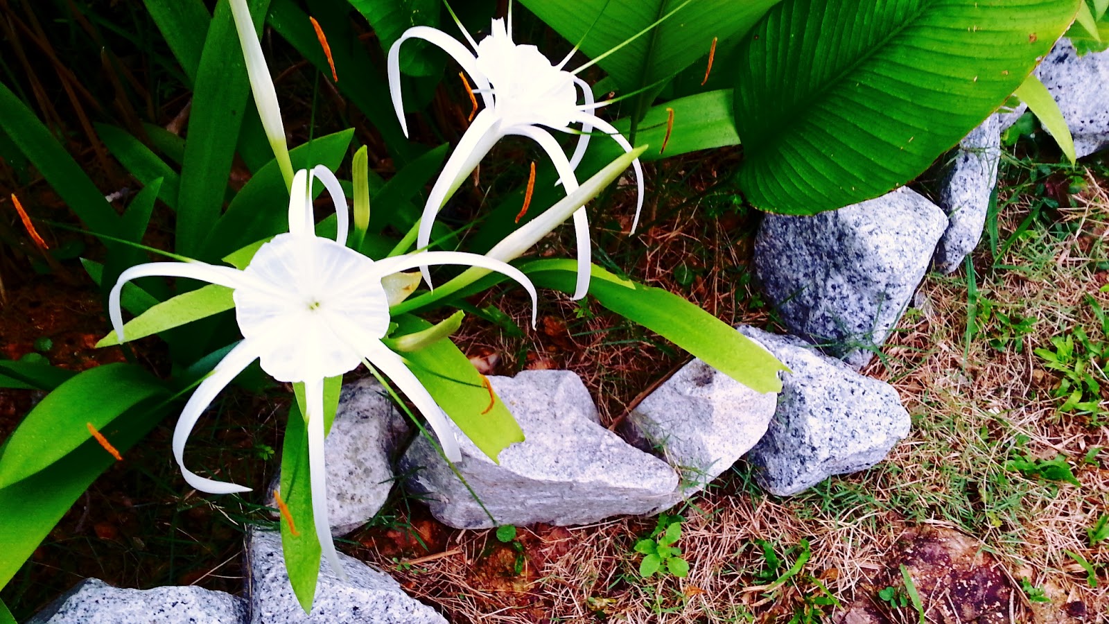 Tips Pokok Berbunga / Berbuah