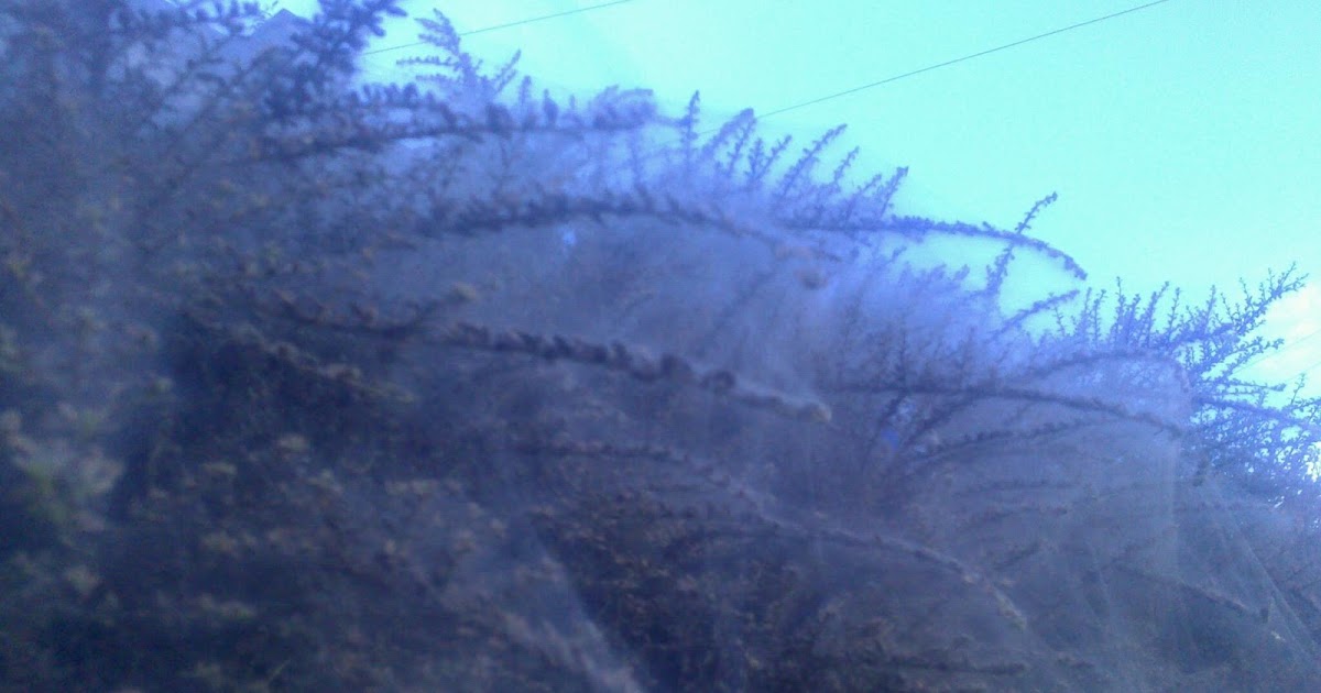 The Chimera's Garden: Scary bush