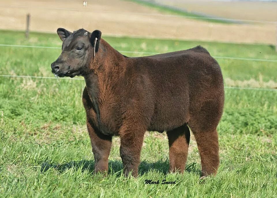 RCC Blog: Fu Man Chu Steer | Raised by Faber Show Cattle