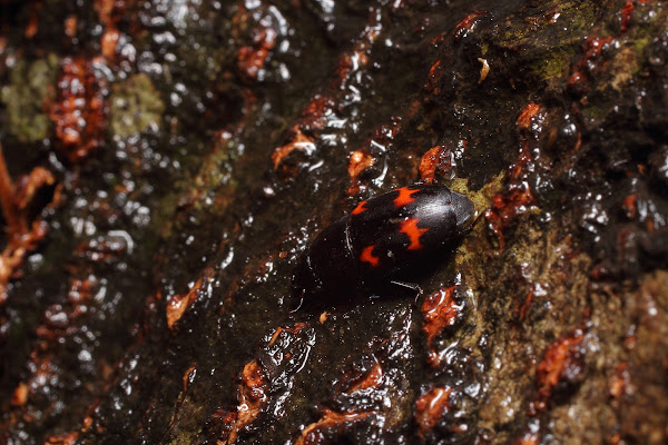 Sap-Feeding Beetle | Project Noah