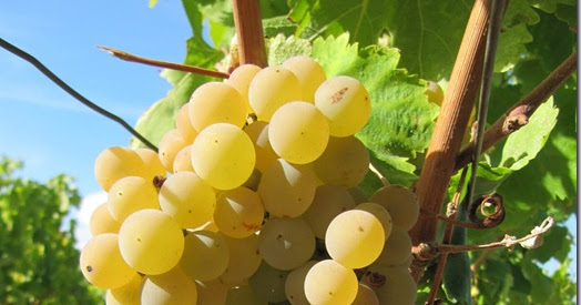 Vinho e Delicias - Sobre vinho: Quem conhece a uva Viura?