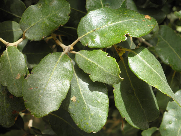 Encina o carrasca. Holm Oak | Project Noah