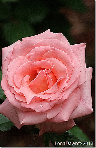 A Hocking Hill's Garden: It is all about the Roses