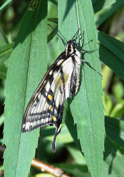 Canadian Tiger Swallowtail | Project Noah
