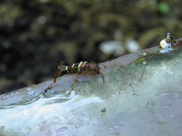 Red-Headed Ash Borer | Project Noah