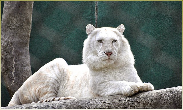Everyday dose: Stripeless white tiger