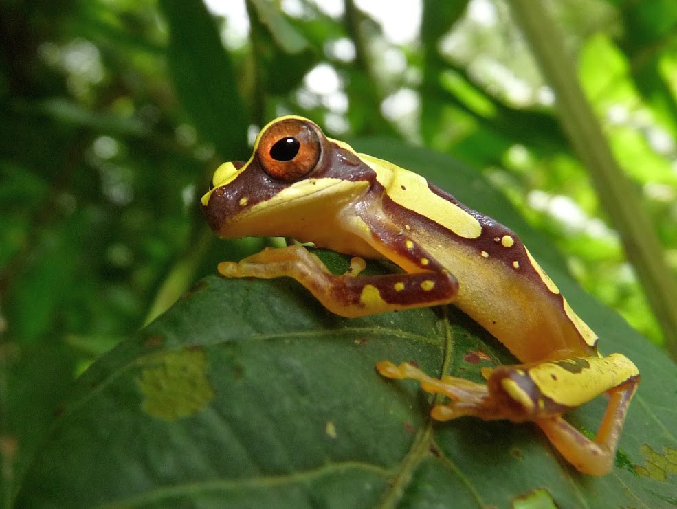 Harlequin Tree frog | Project Noah