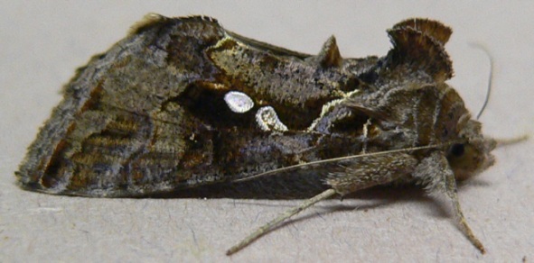 Soybean Looper Moth | Project Noah