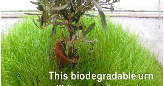 How Would You Like To Grow Into A Tree After You Die?