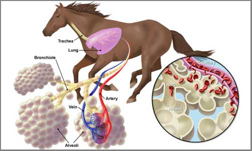 Anatomía Veterinaria 2.0: Sist. Respiratorio (2da parte)