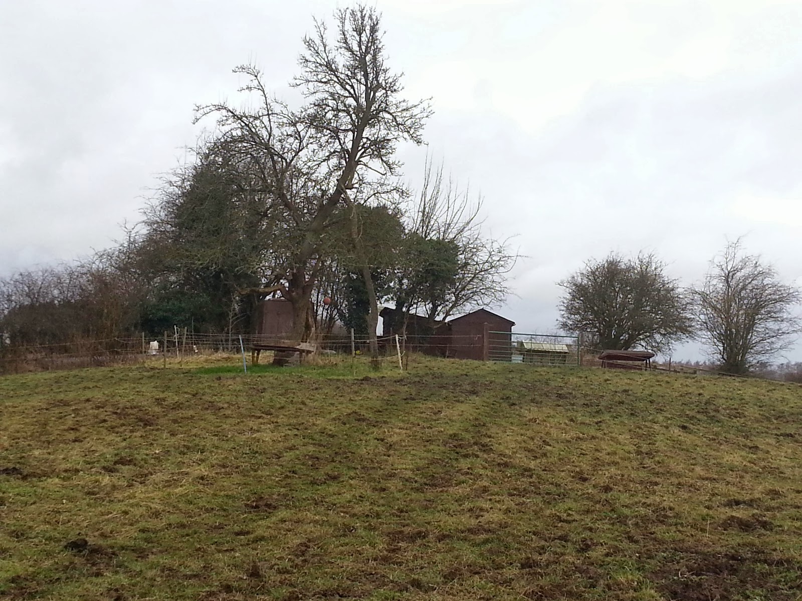 Pear Tree Paddocks: Pear tree today