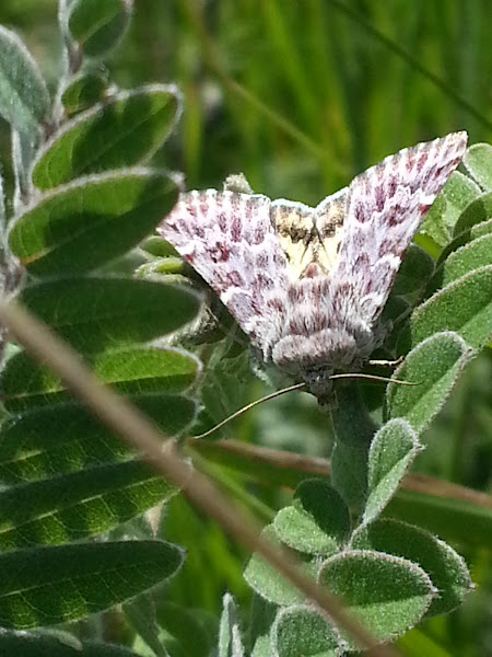 Leadplant Flower Moth | Project Noah