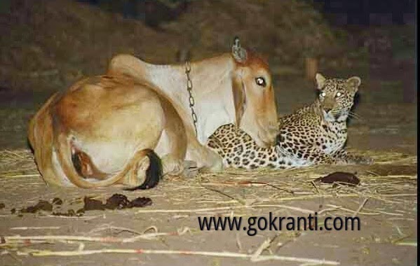 गौमाता ही भारत माँ की पहचान है: गौमाता चिता के साथ gaumata with tiger