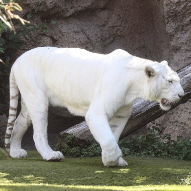 Everyday dose: Stripeless white tiger