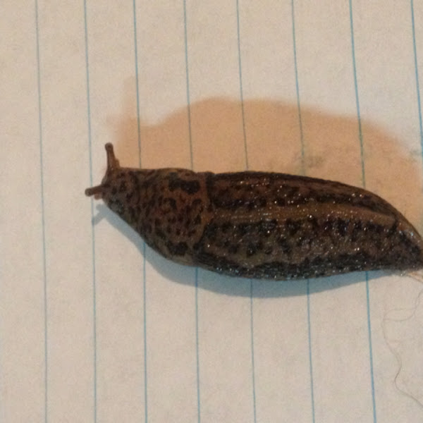 Spotted garden slug ( also known as Tiger slug, giant garden slug ...