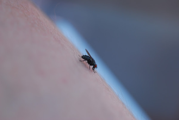 muscid fly | Project Noah