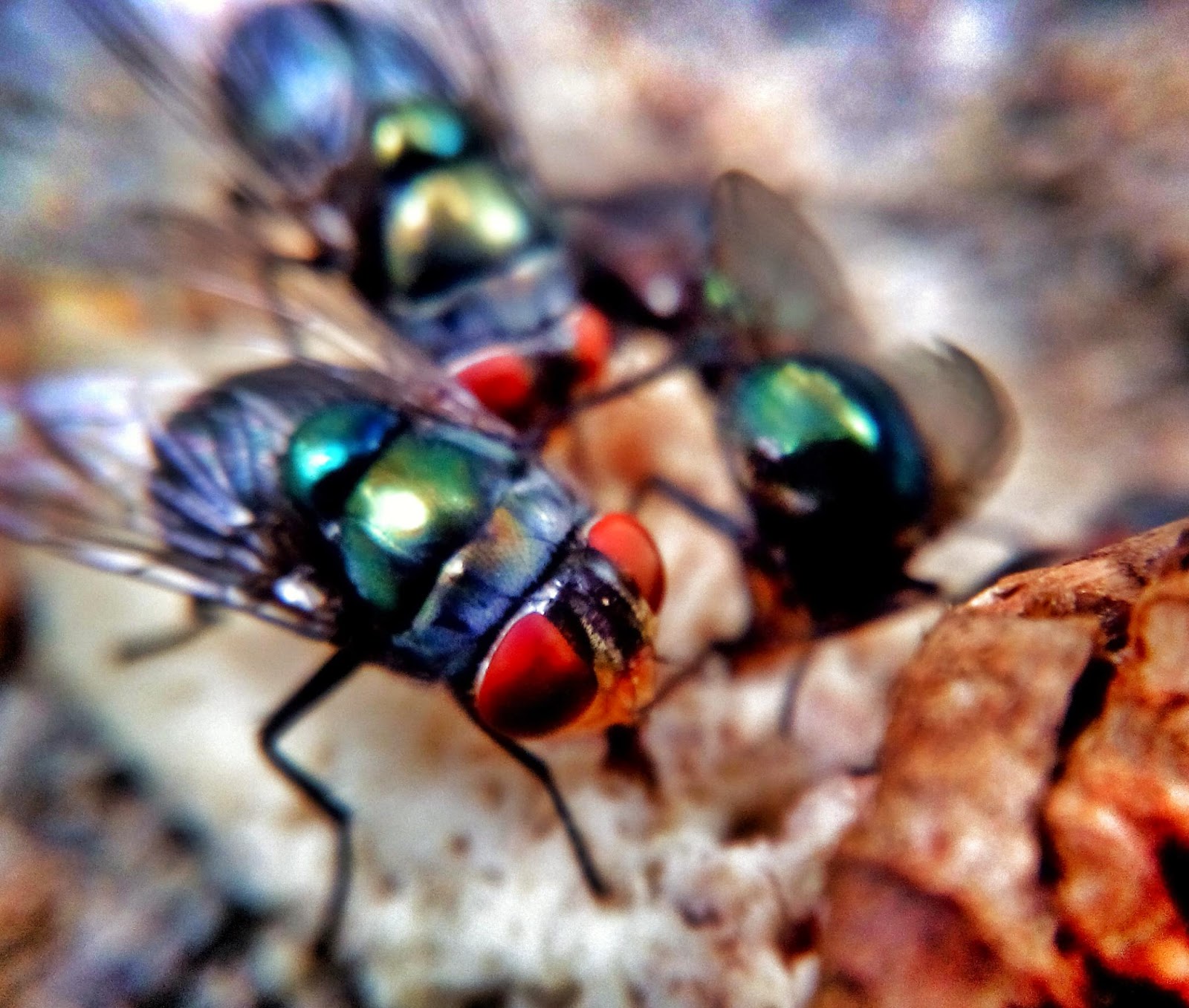 LANGAU ATAU LALAT HIJAU / GREEN BOTTLE FLY ~ AiOL